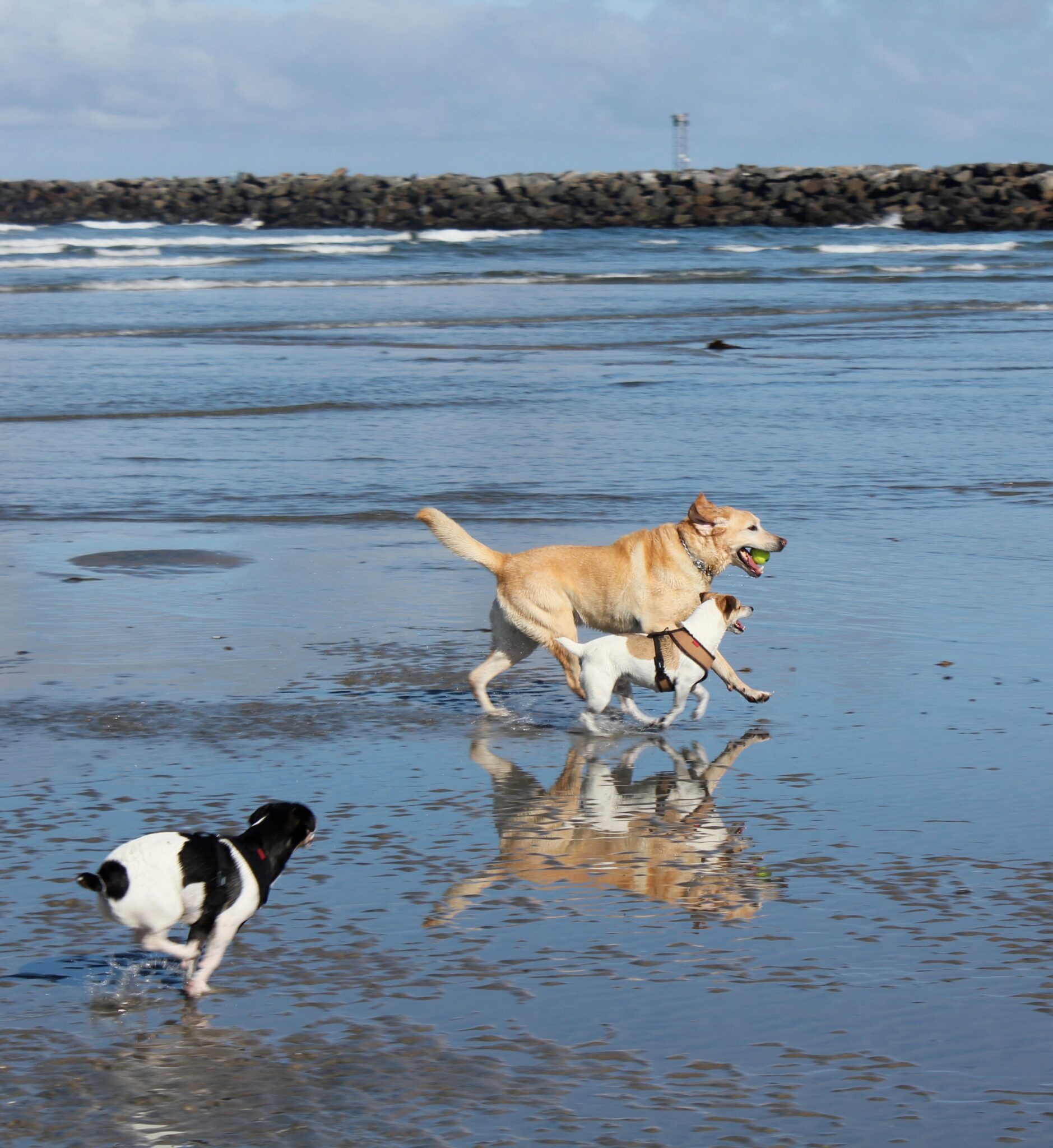 Pet-Friendly Beach Vacation Homes San Diego